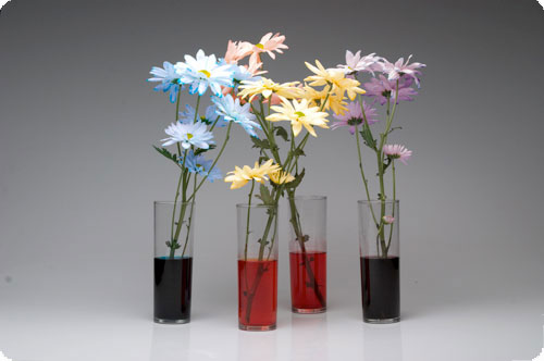 Experiment On Flowers That Change Color Science Project Ideas Experiment On Flowers That Change Color Science Project Ideas